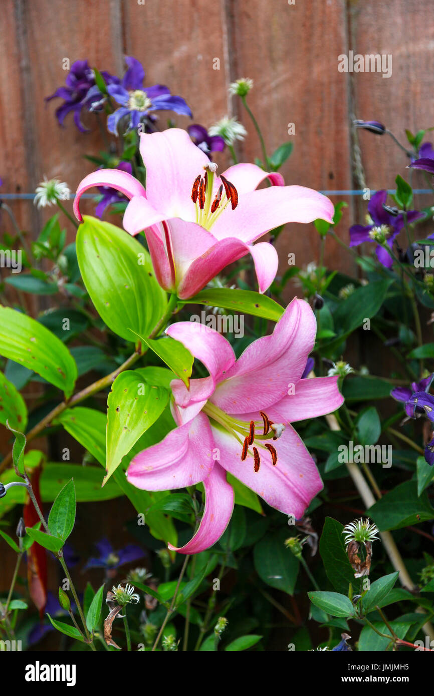 Tiger Lily Flower Rose at Erica Laforge blog