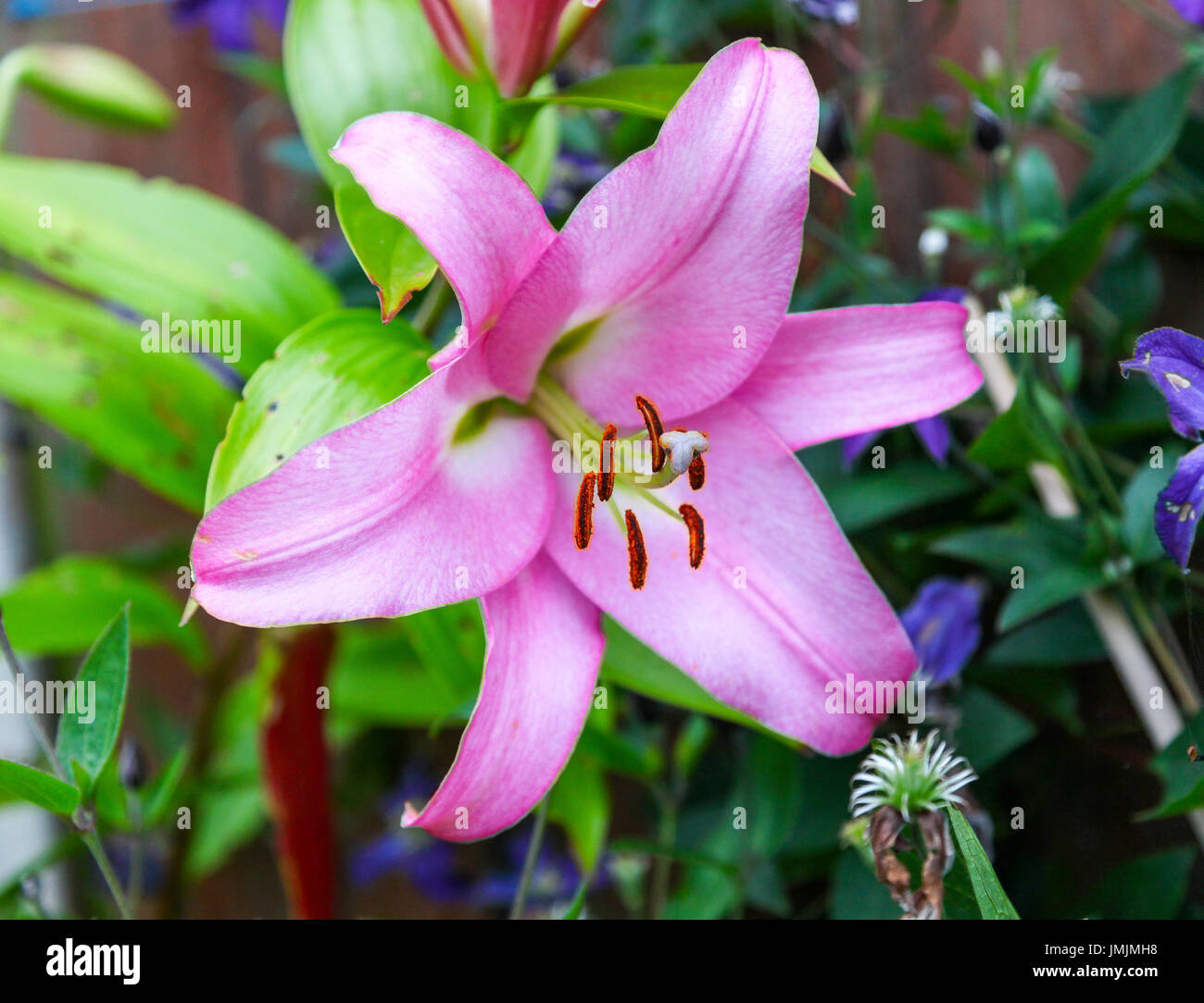 Pink tiger lily hi-res stock photography and images - Alamy