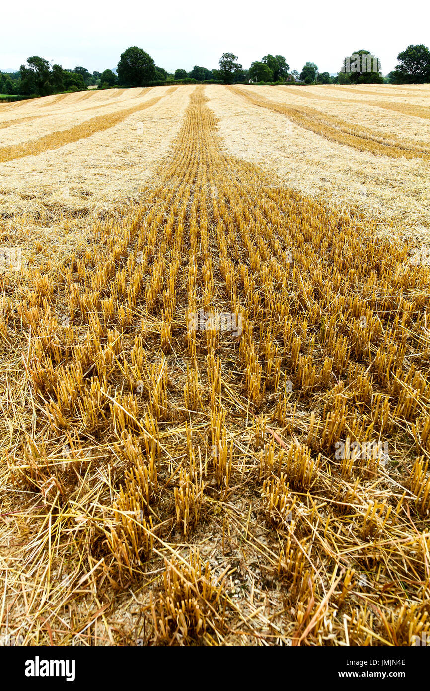 Cut corn field hi-res stock photography and images - Alamy