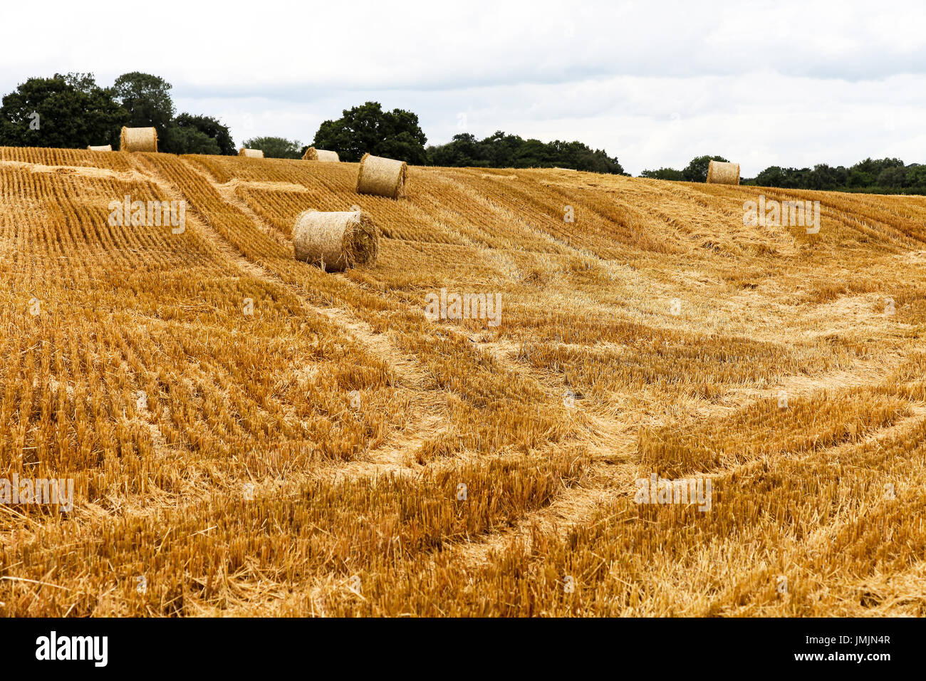 Cut corn field hi-res stock photography and images - Alamy