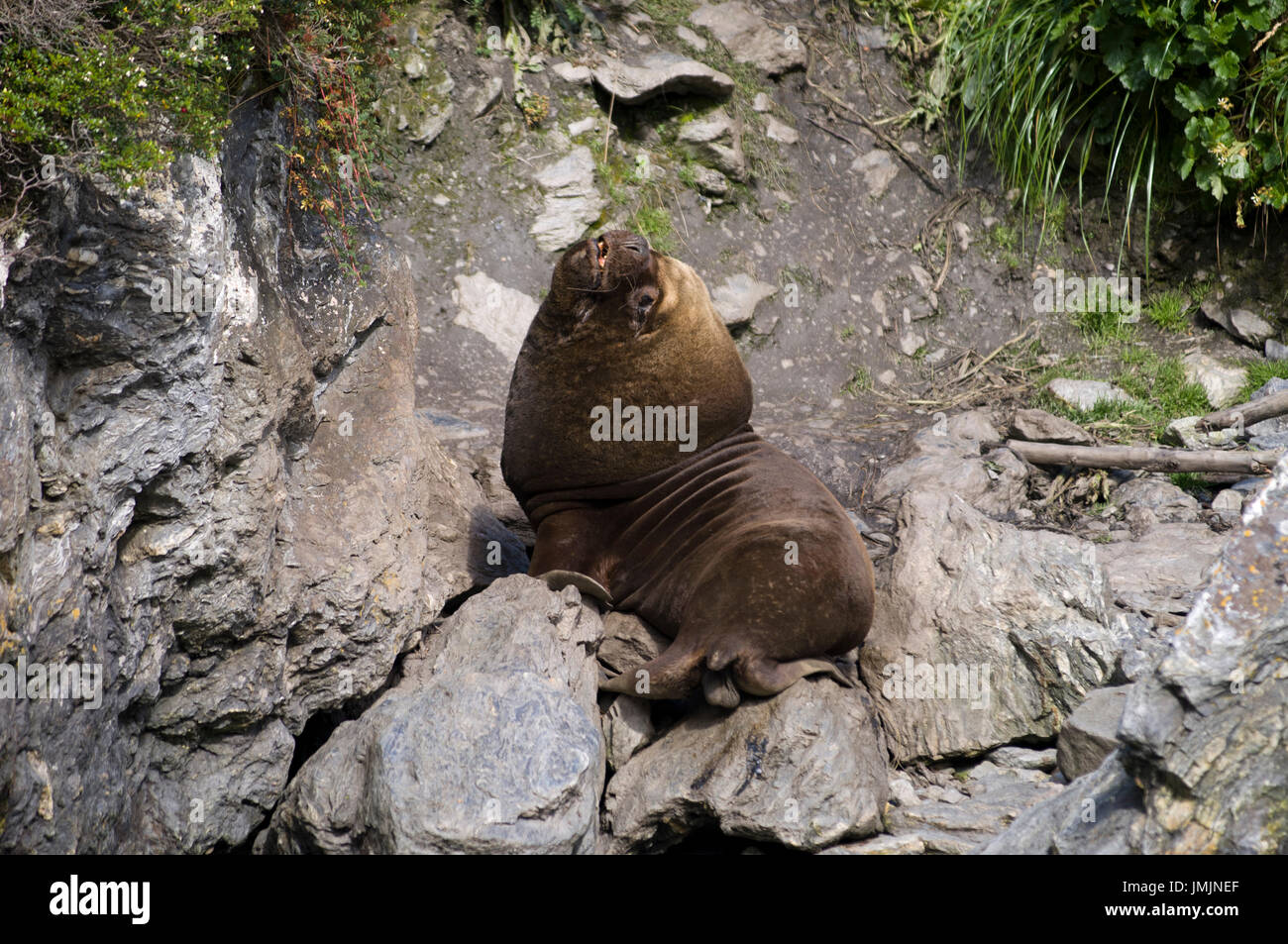 Chile, Patagonia. Tierra del Fuego, Darwin National Park, Garibaldi ...