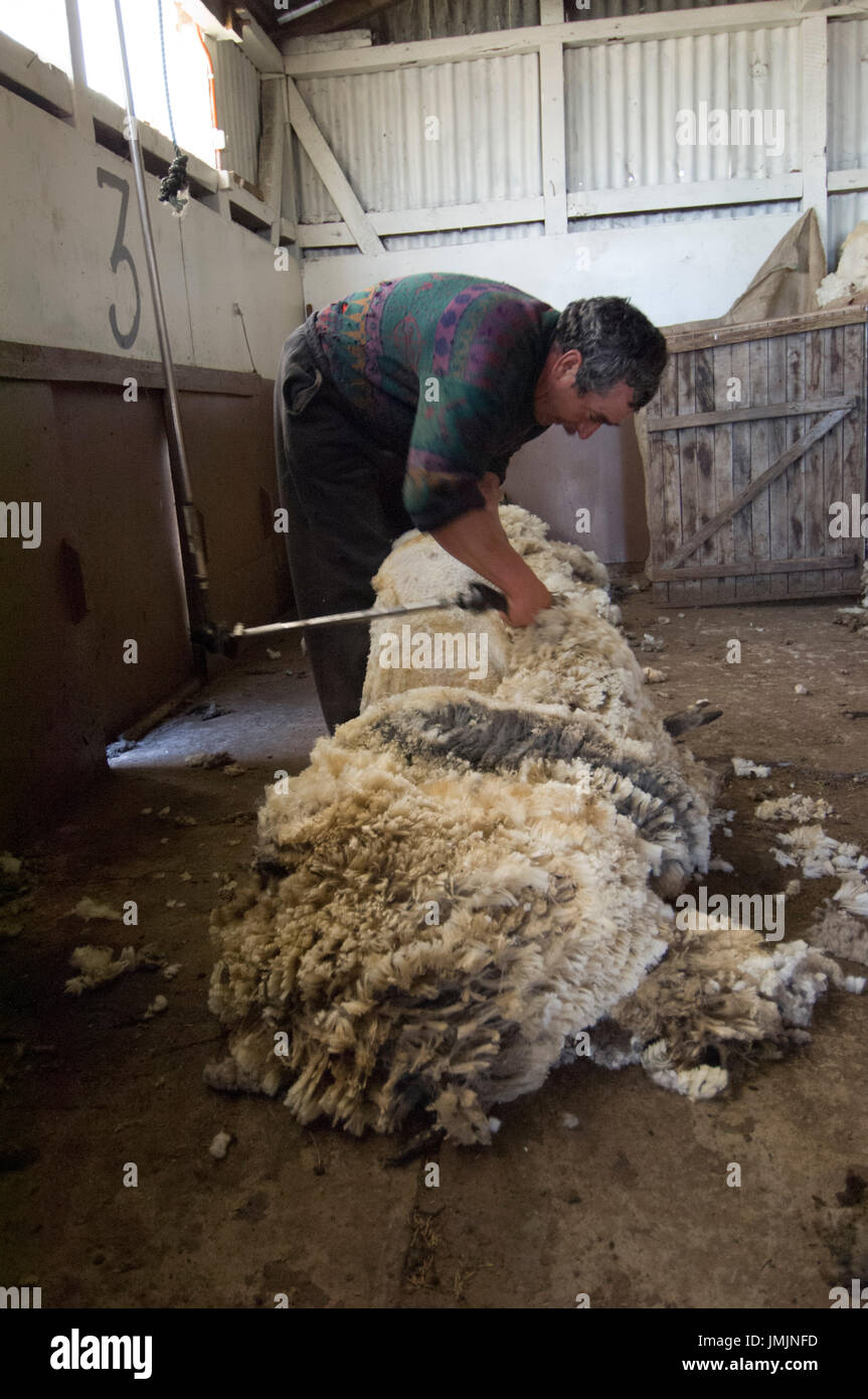Farmer cutting wool hi-res stock photography and images - Alamy