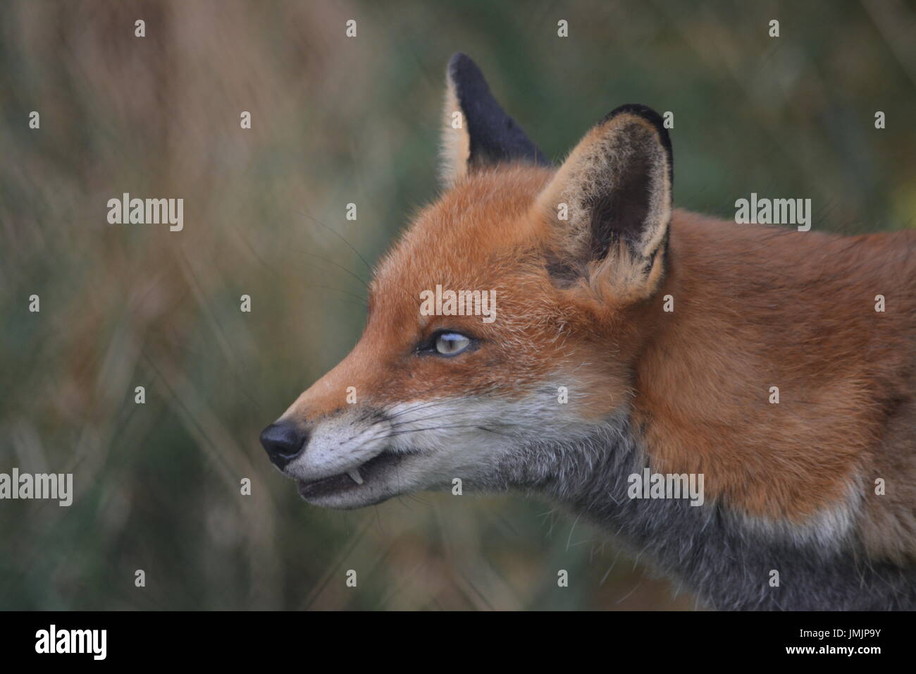 Snarling fox hi-res stock photography and images - Alamy