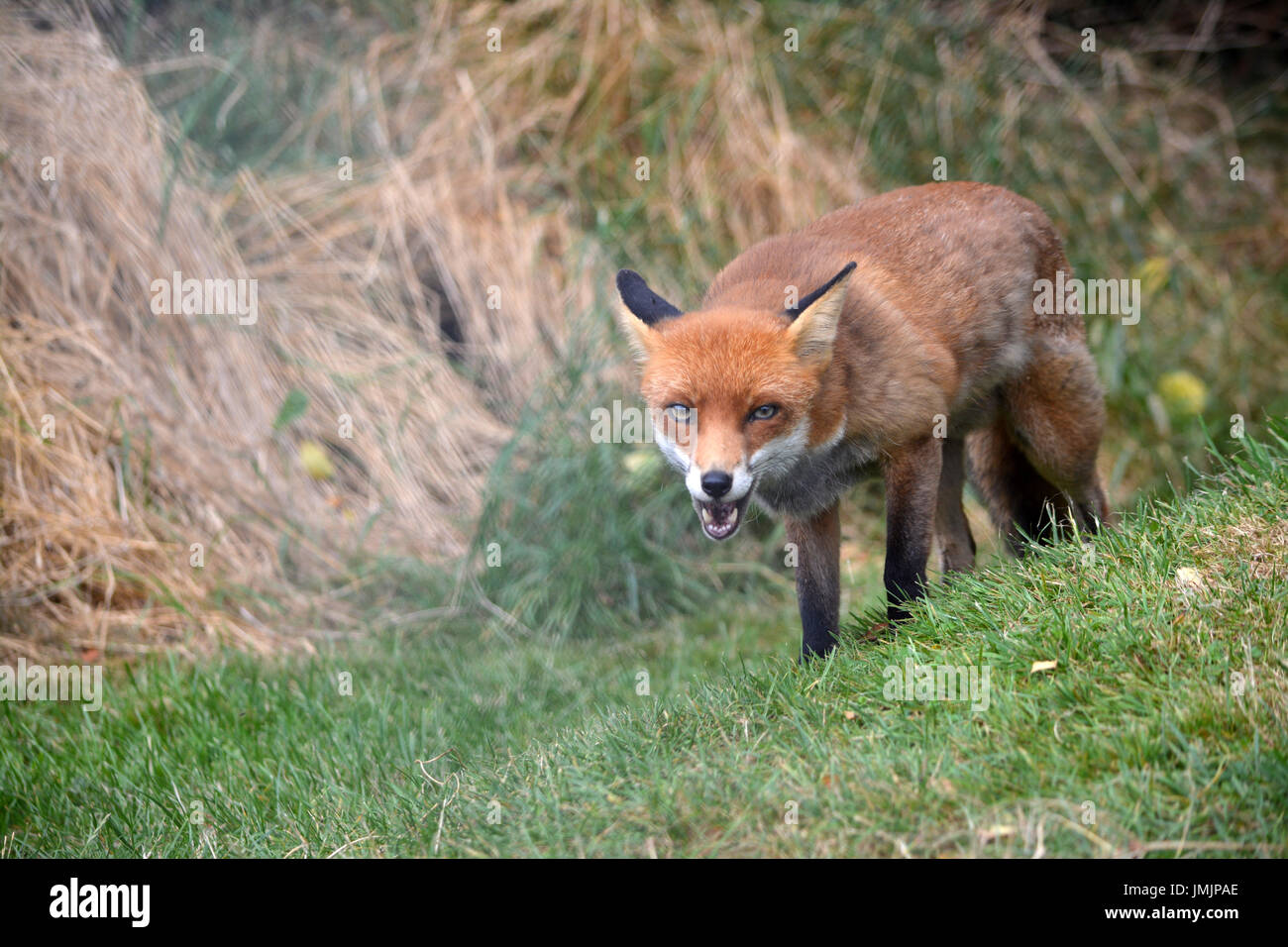 Growling fox hi-res stock photography and images - Alamy
