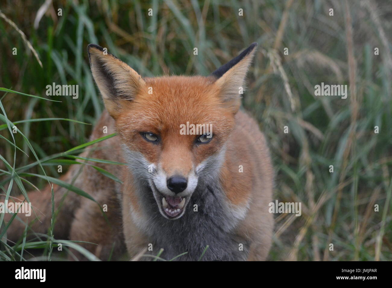 Snarling fox hi-res stock photography and images - Alamy
