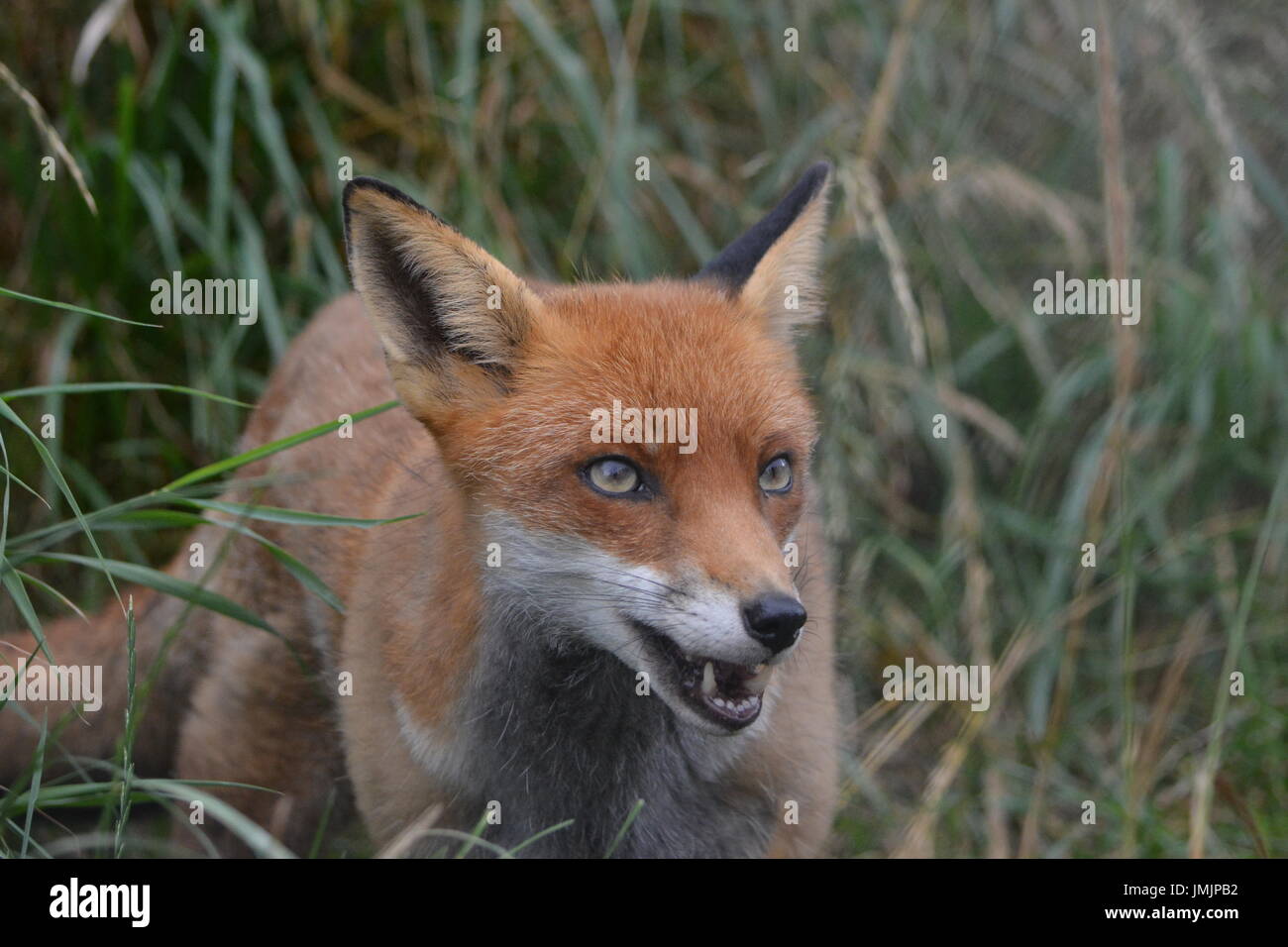 Growling fox hi-res stock photography and images - Alamy