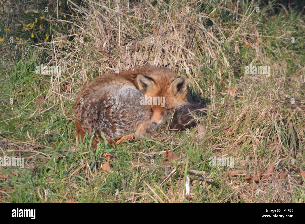 Growling fox hi-res stock photography and images - Alamy
