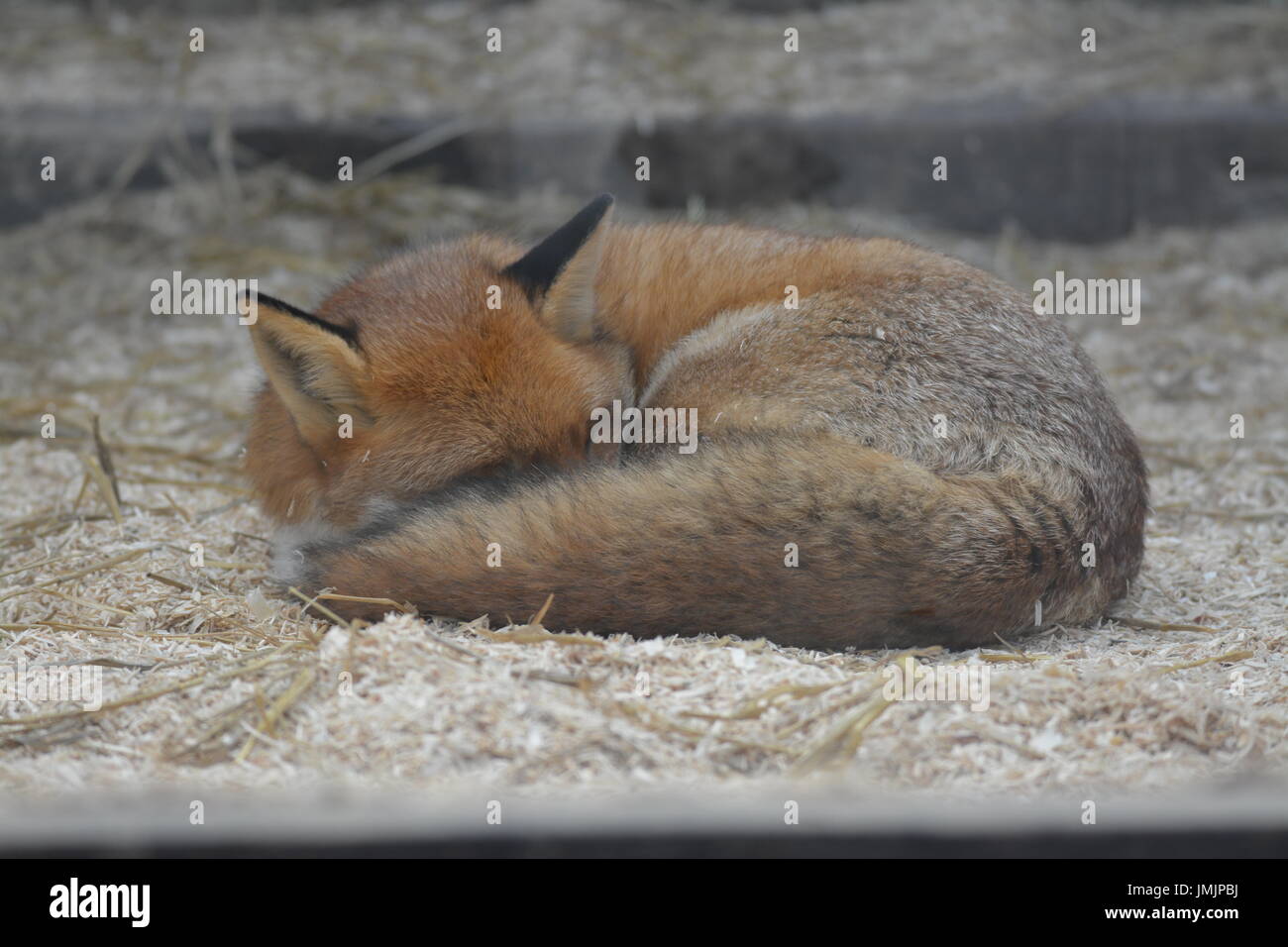 Fox indoors hi-res stock photography and images - Alamy