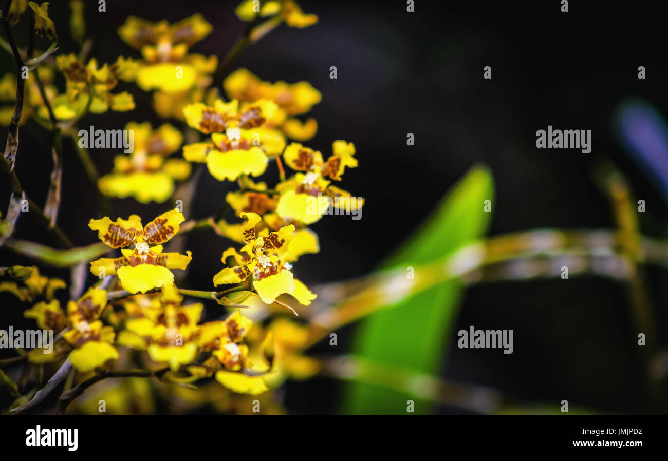 Dancing lady orchid hi-res stock photography and images - Alamy