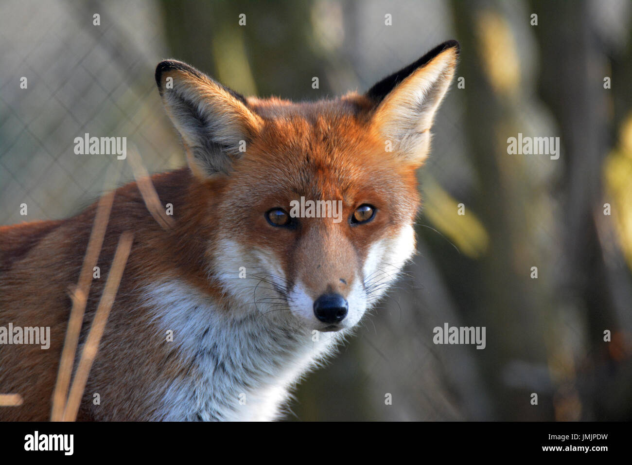 Growling fox hi-res stock photography and images - Alamy