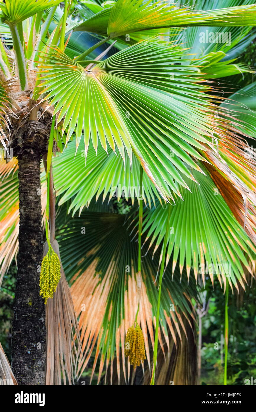 Fan Leaf Palm Trees