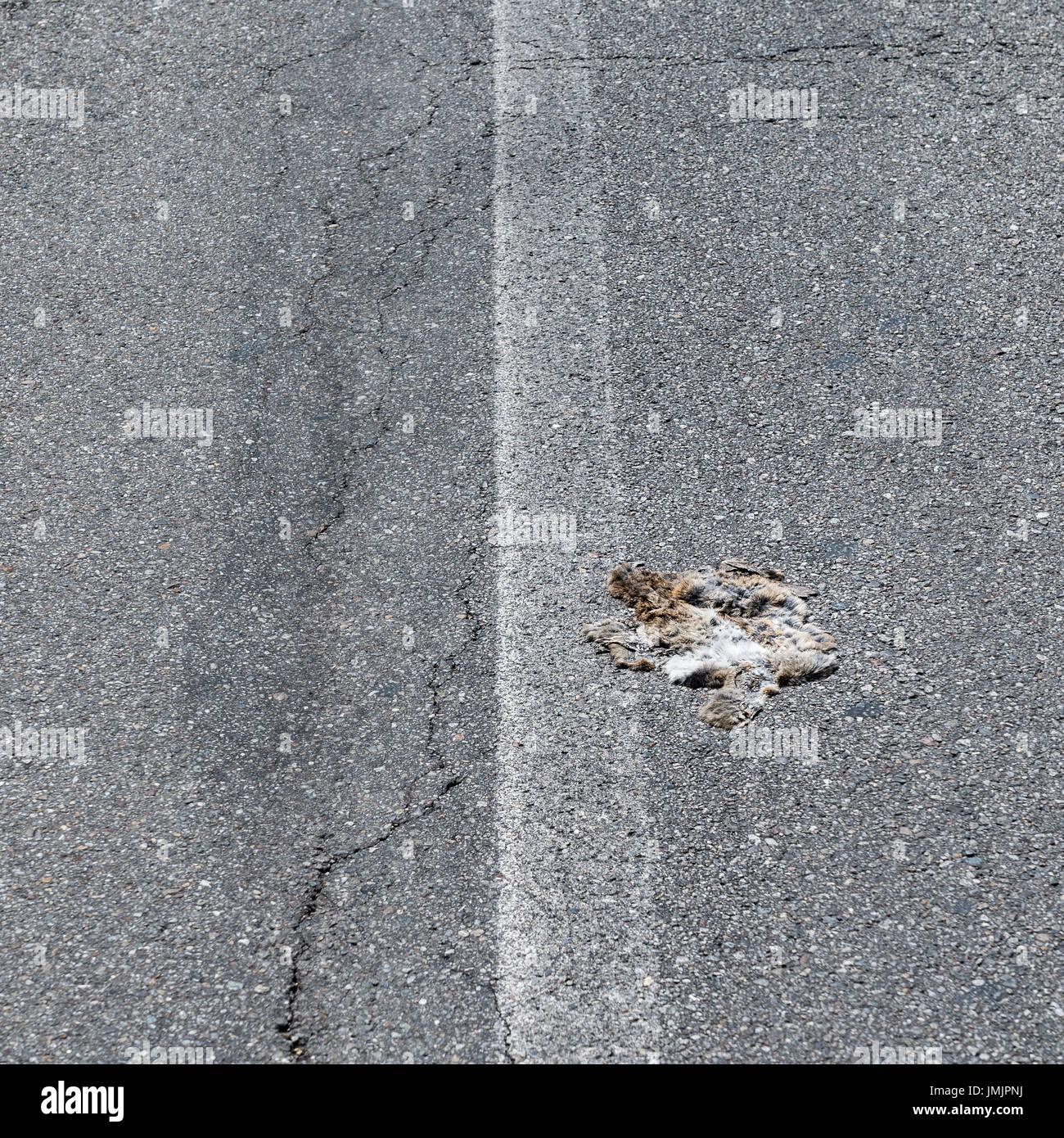 Skunk roadkill hi-res stock photography and images - Alamy
