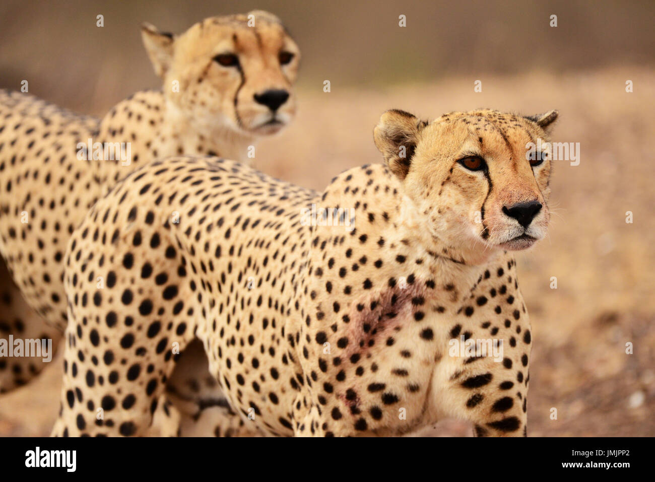 Mashatu Game Reserve Stock Photo - Alamy