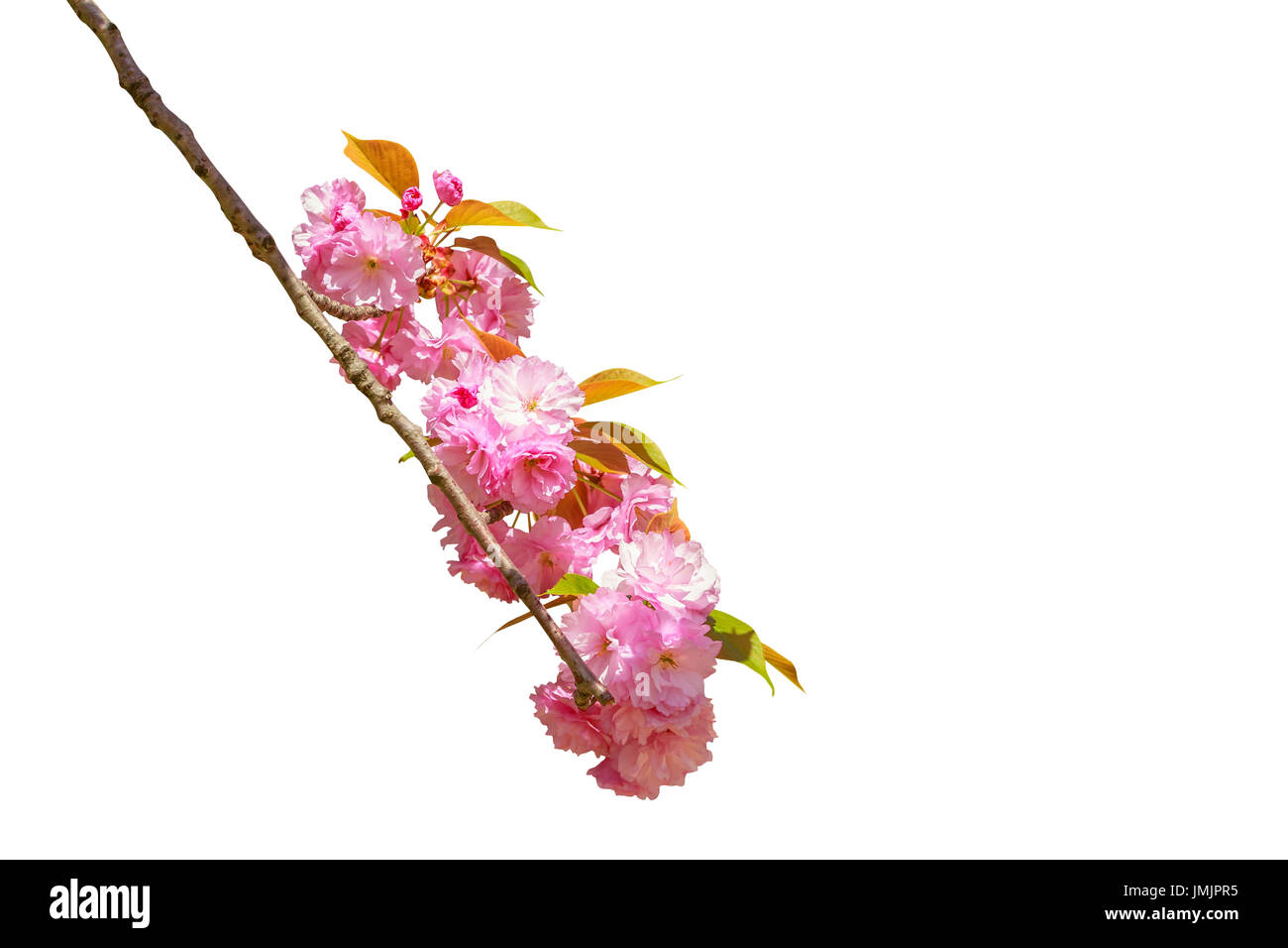 Hanami sakura Cut Out Stock Images & Pictures - Alamy