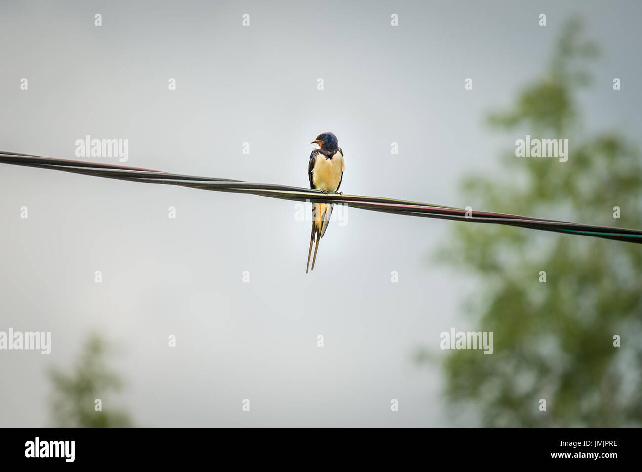 Baby barn swallow on wire hi-res stock photography and images - Alamy
