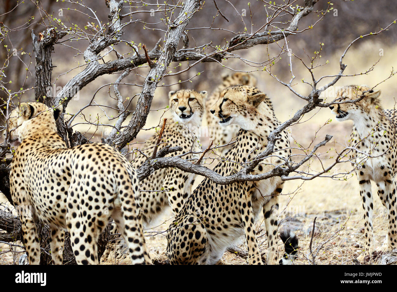 Mashatu Game Reserve Stock Photo - Alamy