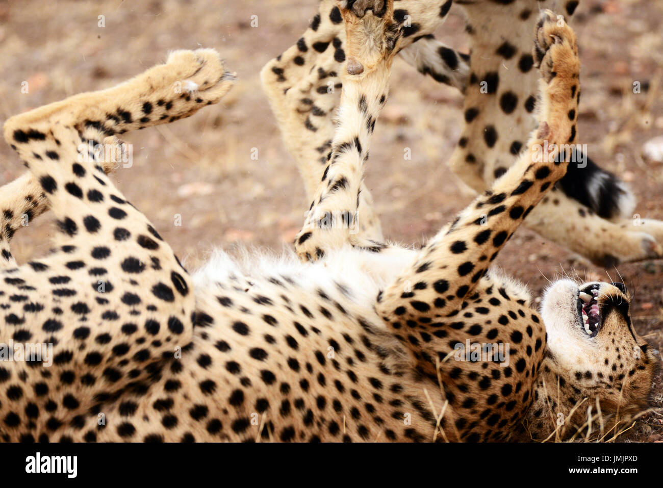 Mashatu Game Reserve Stock Photo - Alamy