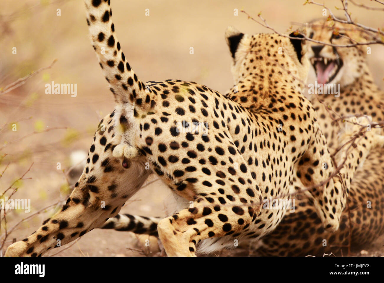 Mashatu Game Reserve Stock Photo - Alamy