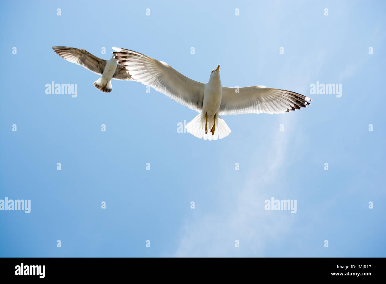 Two seagulls flying in a sky as a background Stock Photo - Alamy