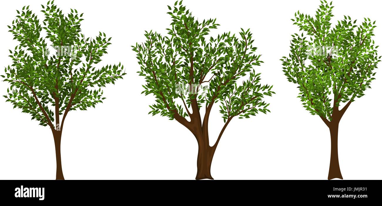 Vector trees set Stock Vector Image & Art - Alamy