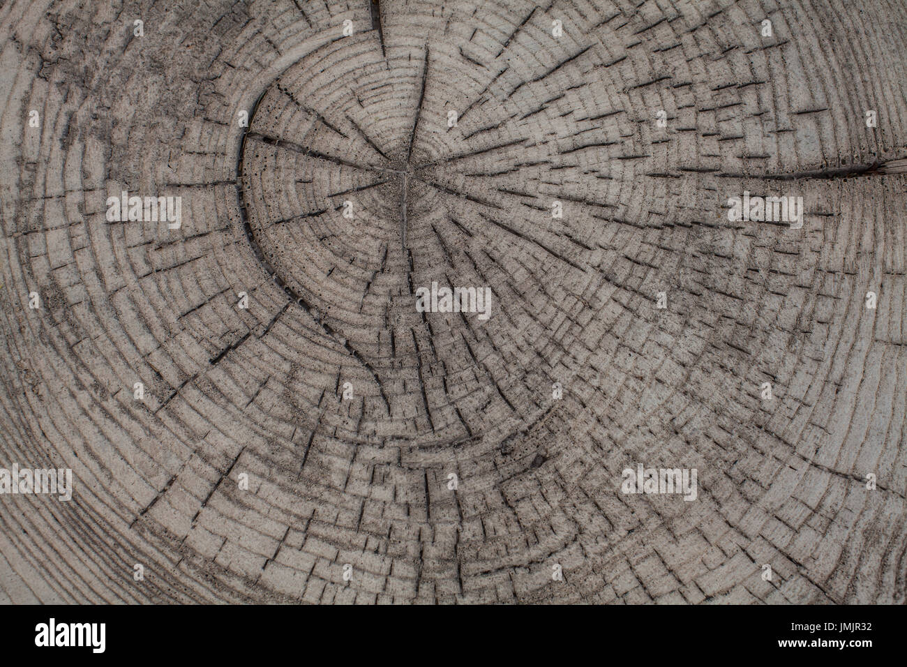 Wood texture, natural tree trunk Stock Photo - Alamy