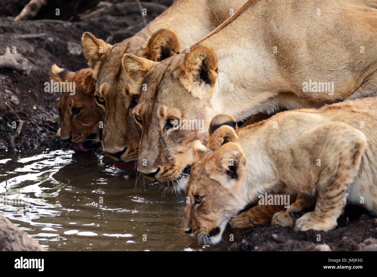 Mashatu Game Reserve Stock Photo - Alamy
