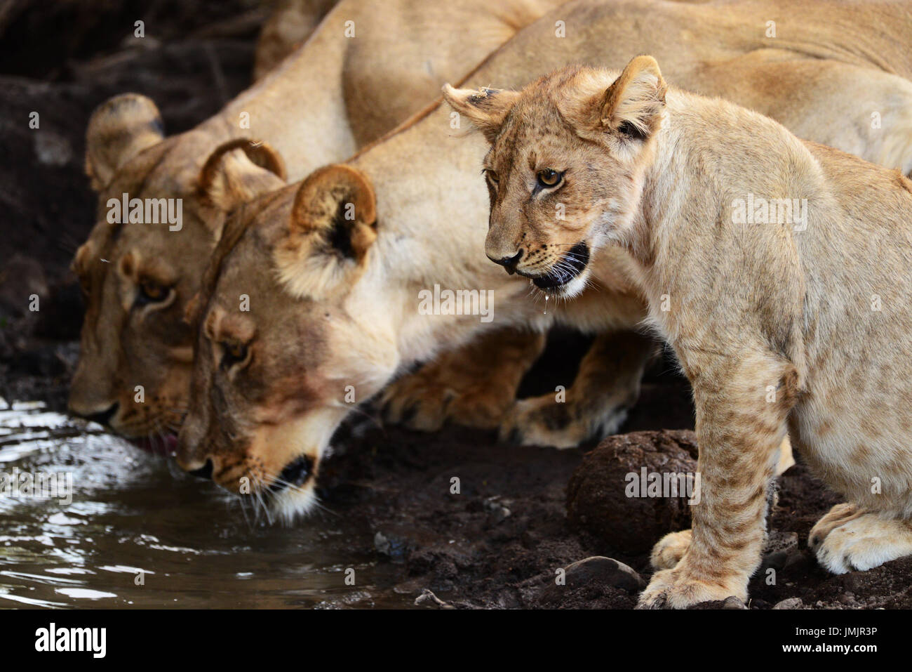 Mashatu Game Reserve Stock Photo - Alamy