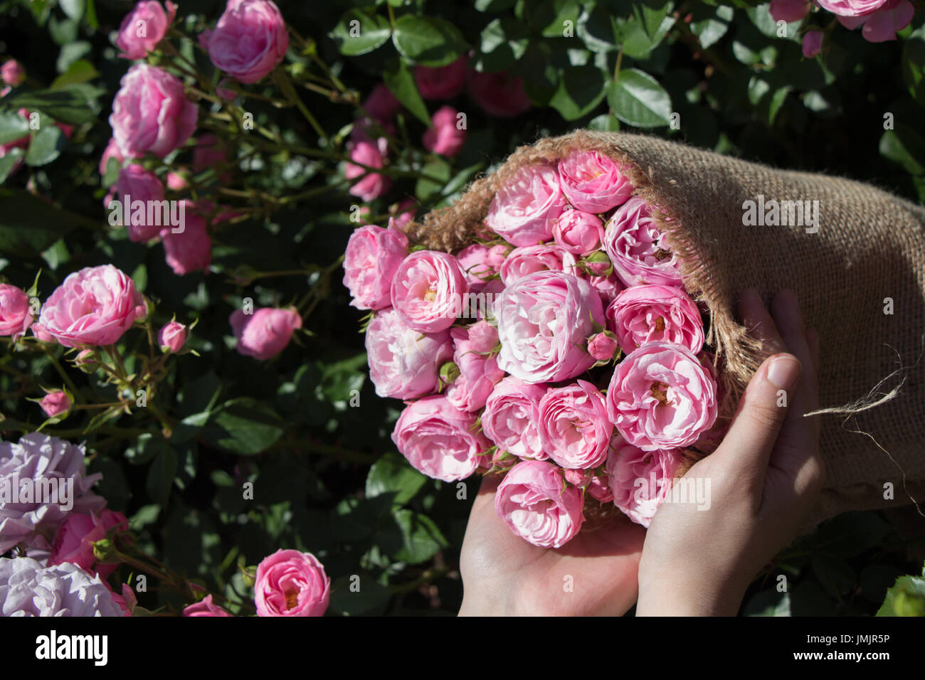 Beautiful fresh roses wrapped with canvas in hand Stock Photo - Alamy