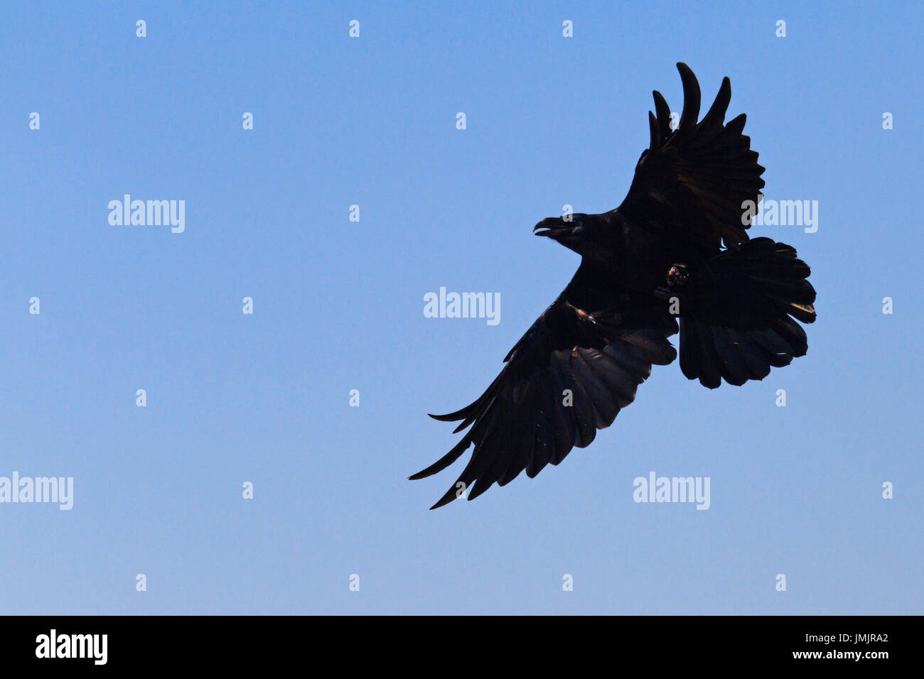 mystical black raven flying through the sky,wildlife Stock Photo - Alamy