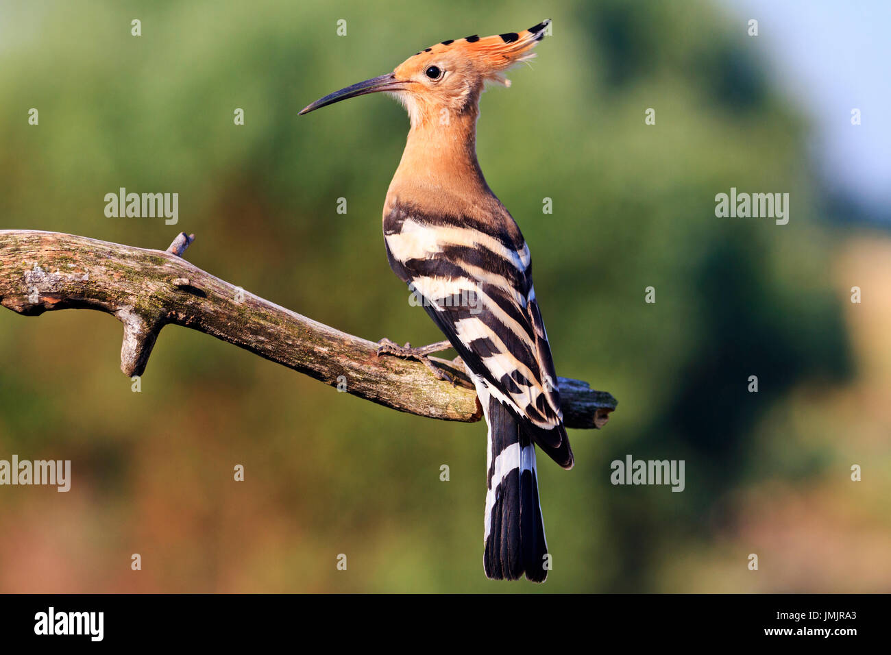 rare bird with a bang on the head,wildlife Stock Photo - Alamy