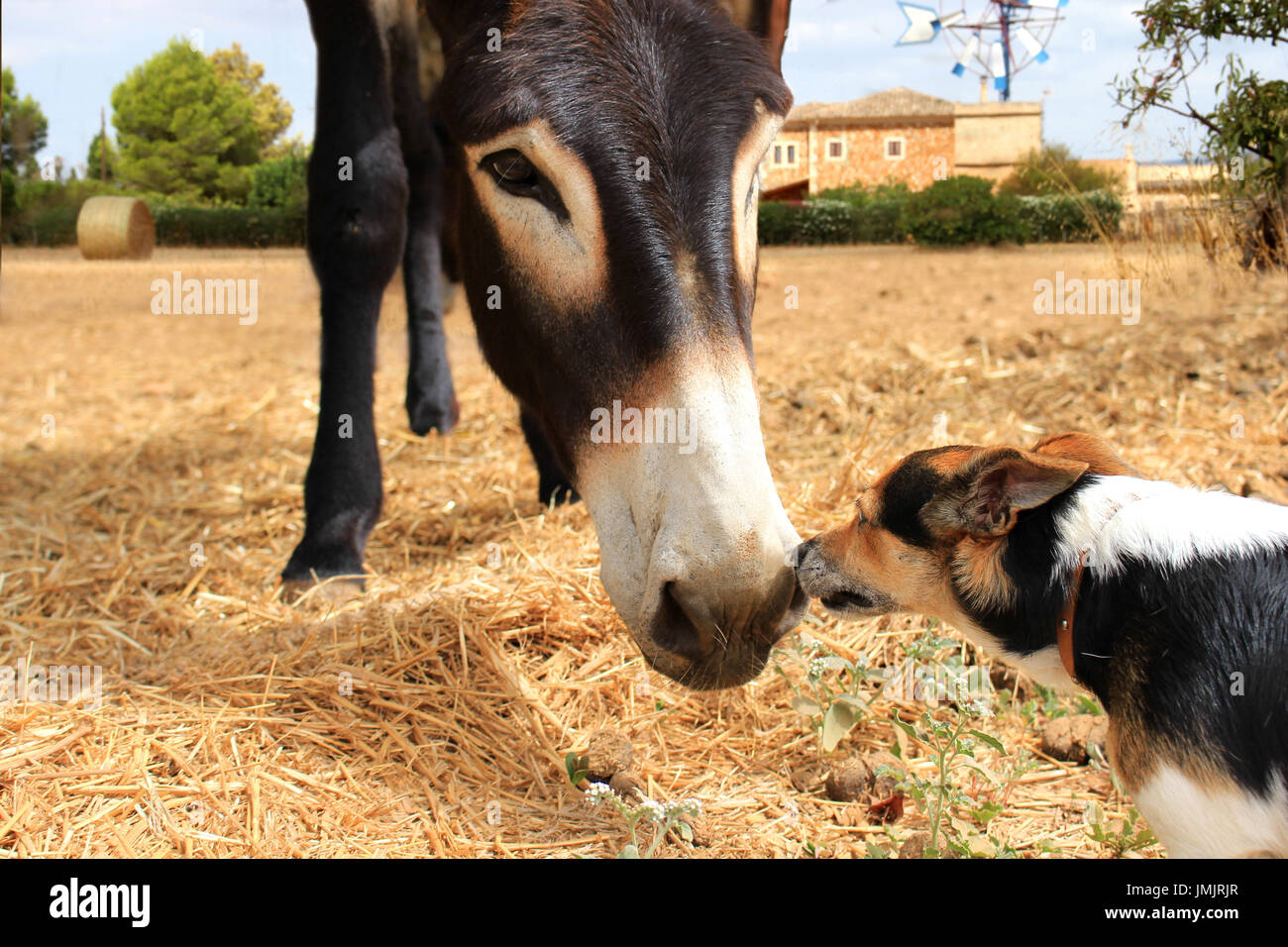 Donkey kiss hi-res stock photography and images - Alamy