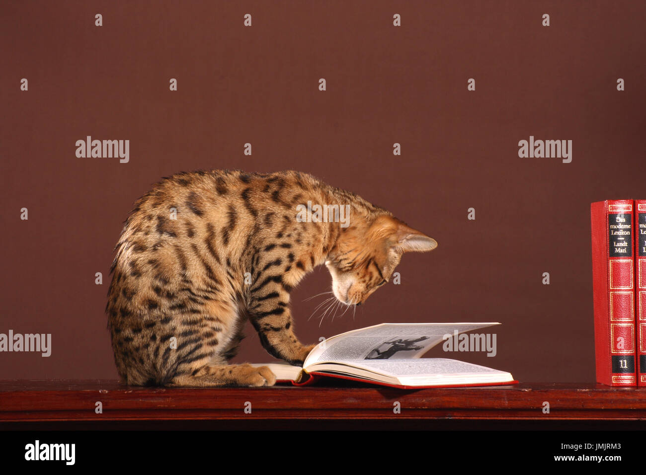 Cat reading book hi-res stock photography and images - Alamy