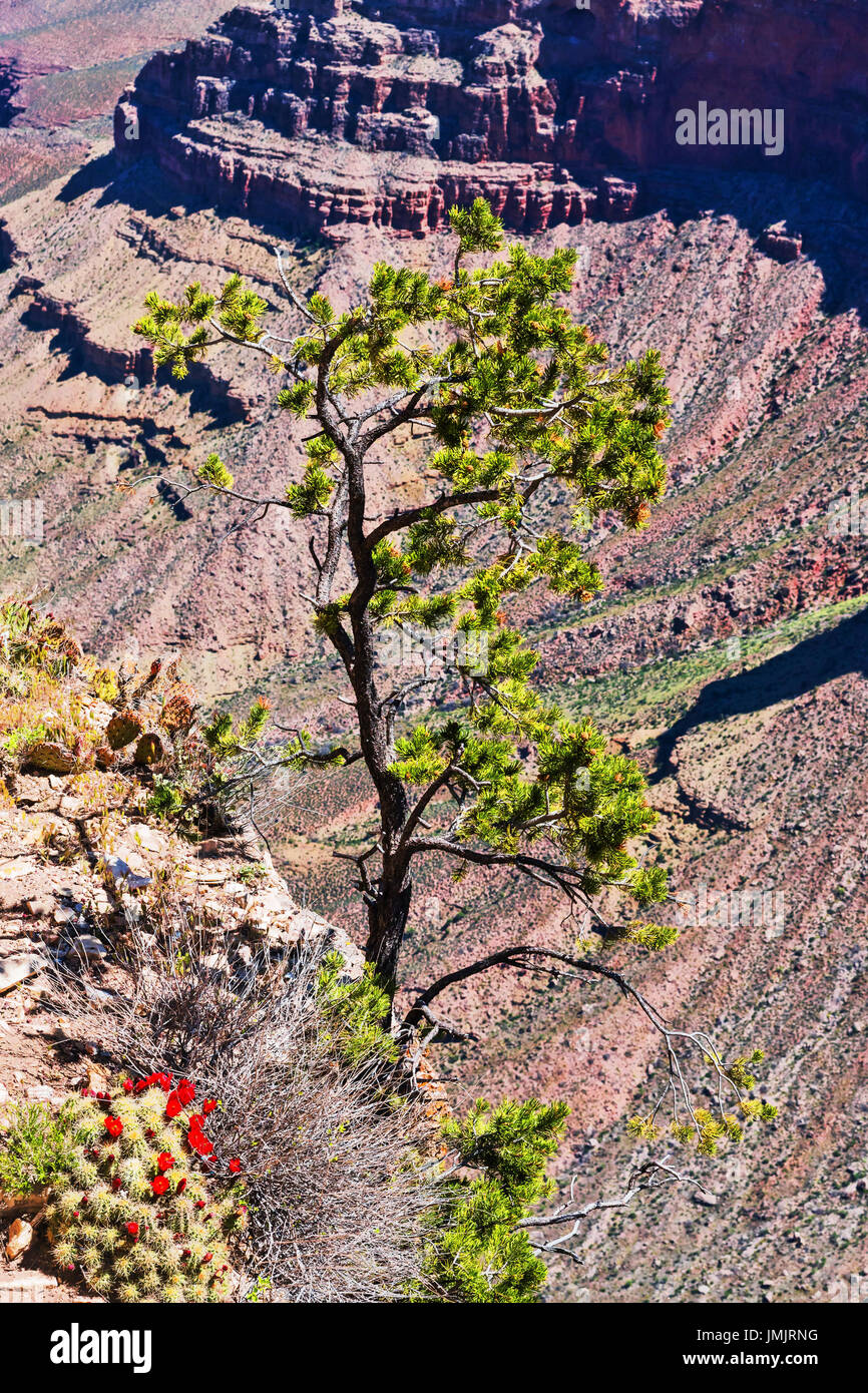 Flora grand canyon, arizona hi-res stock photography and images - Alamy