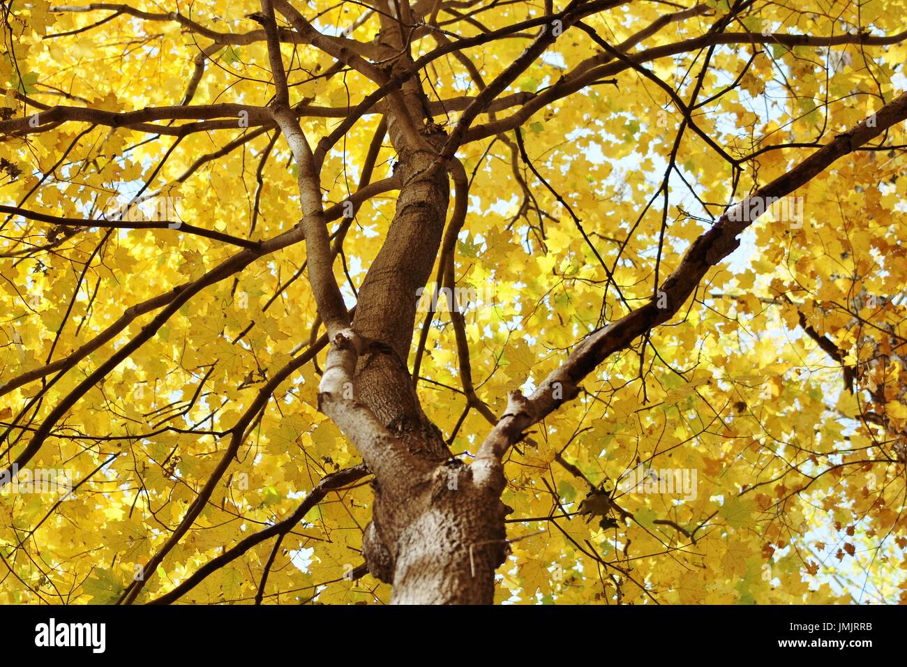 Looking up into a tree Stock Photo - Alamy