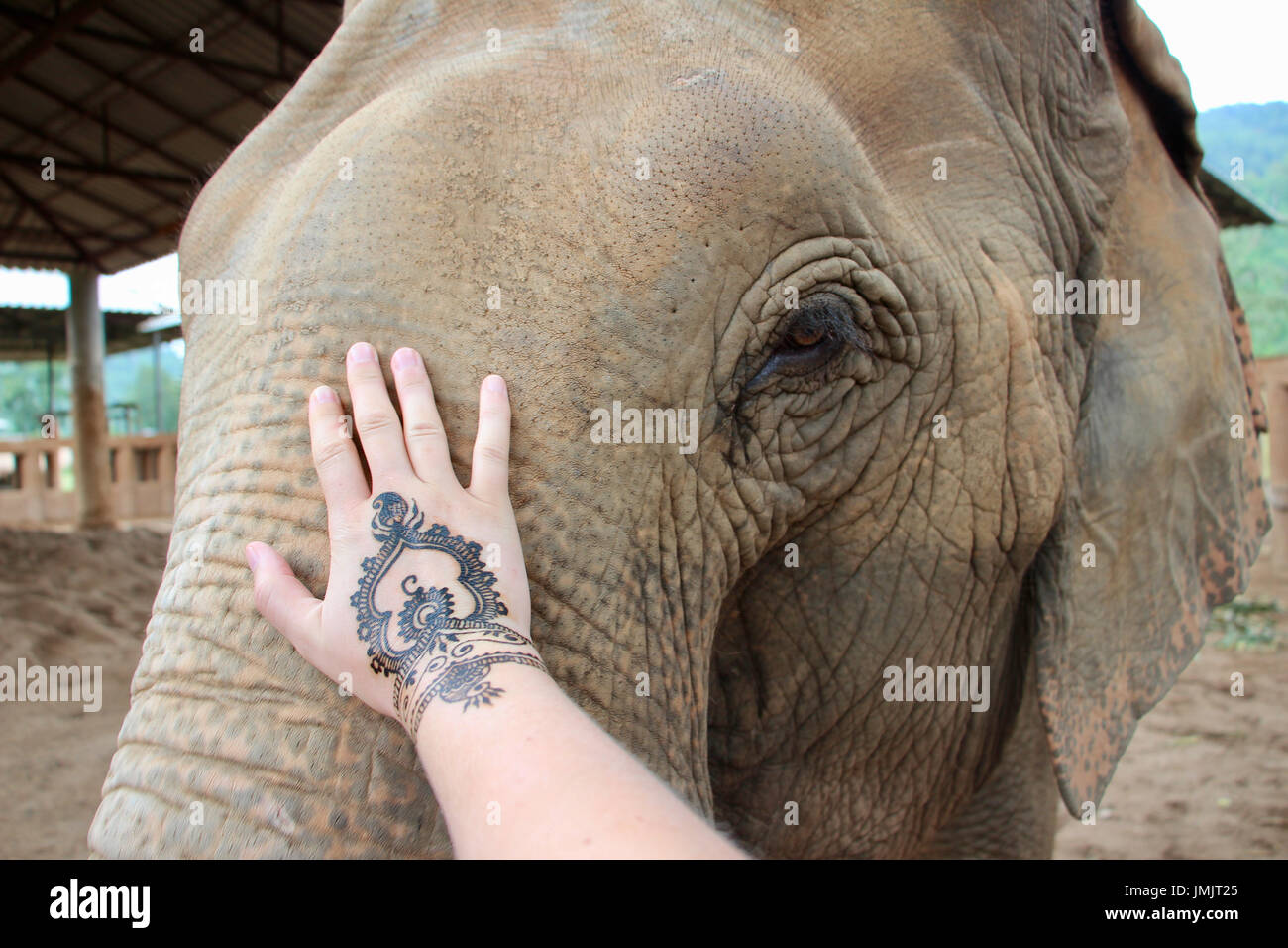Elephant Outline Trunk Up Tattoo