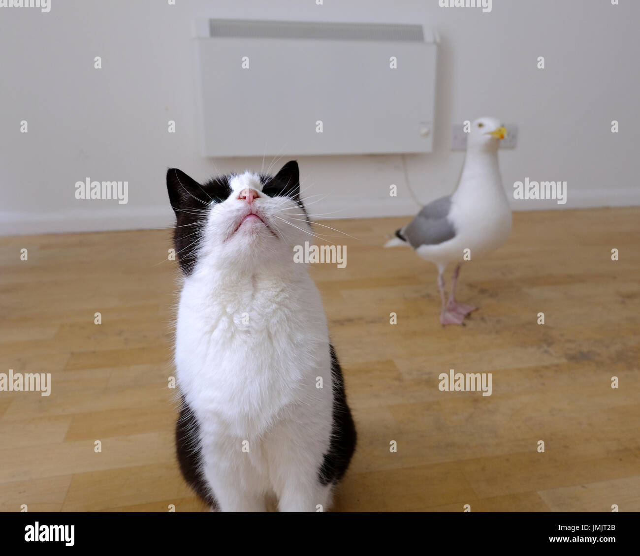 Unlikely friends hi-res stock photography and images - Alamy