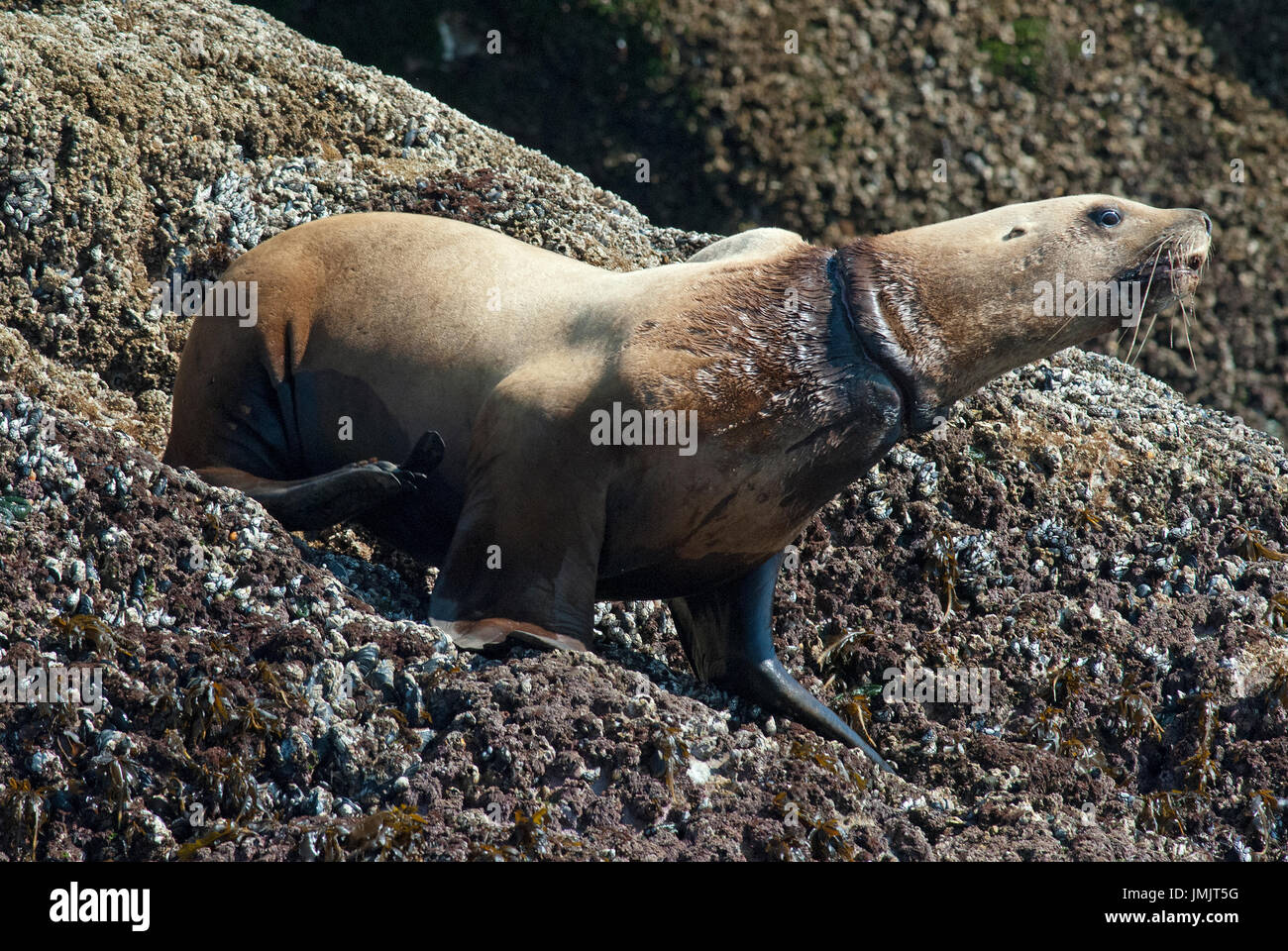 Marine plastic pollution hi-res stock photography and images - Alamy