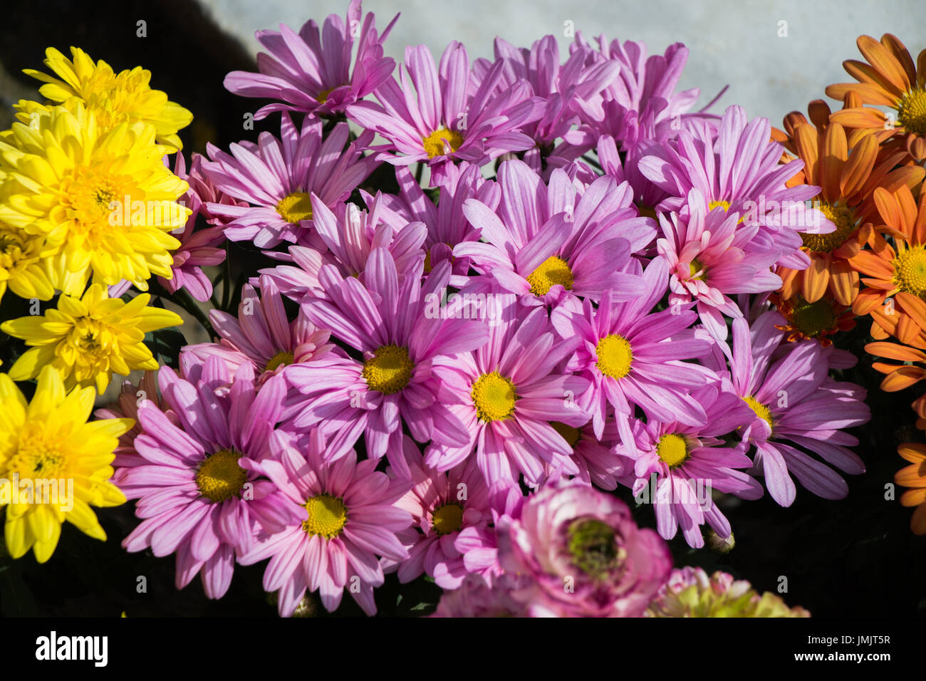 Colorful blooming wild spring flowers Stock Photo - Alamy