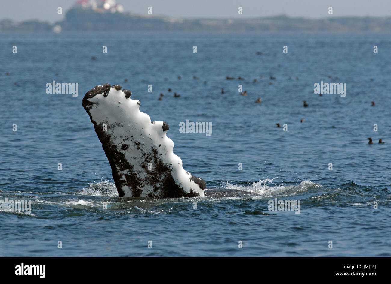 Humpback whale flippers hi-res stock photography and images - Alamy
