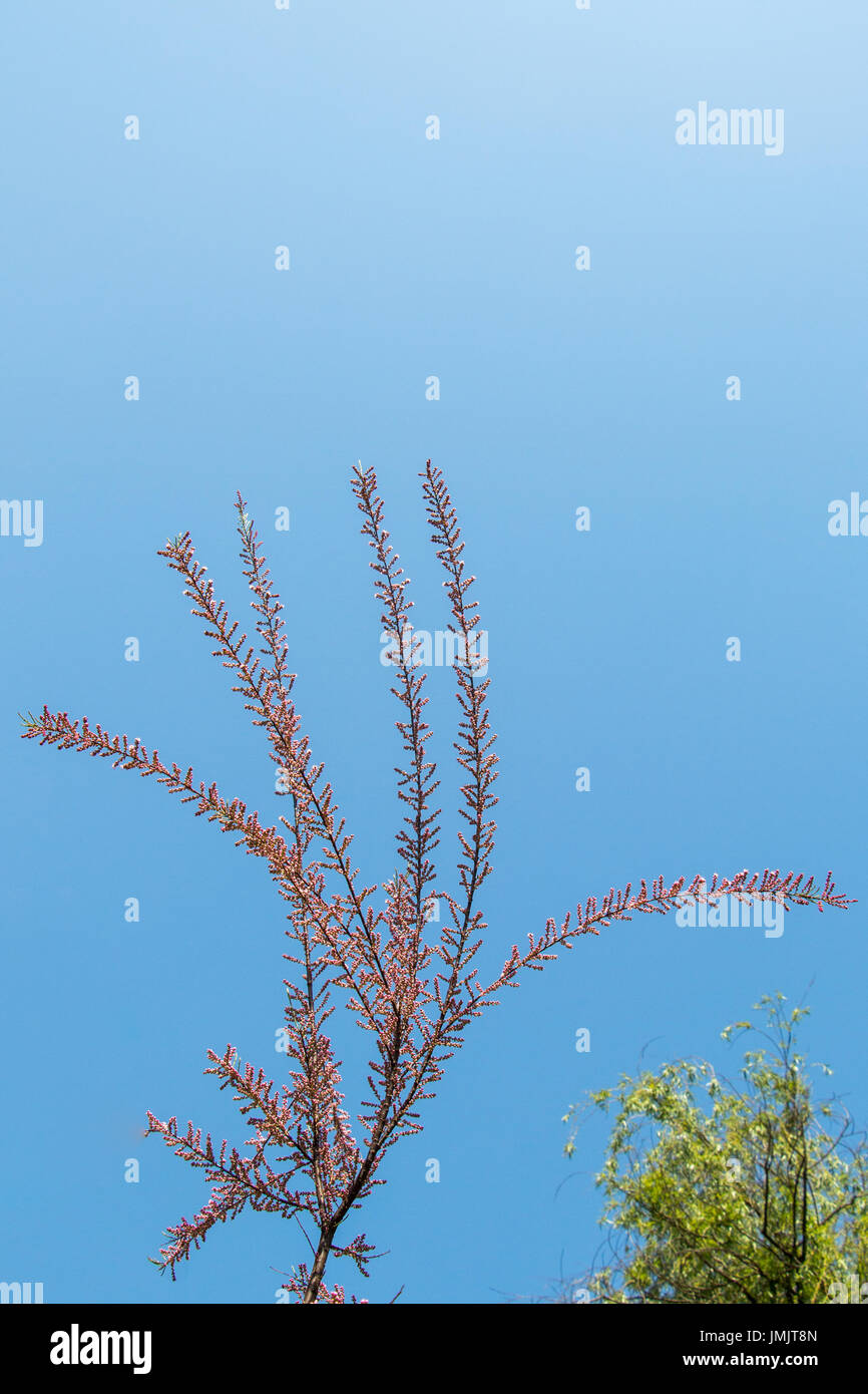 A unique photo of bright tender offshoot of a tree growing Stock Photo ...