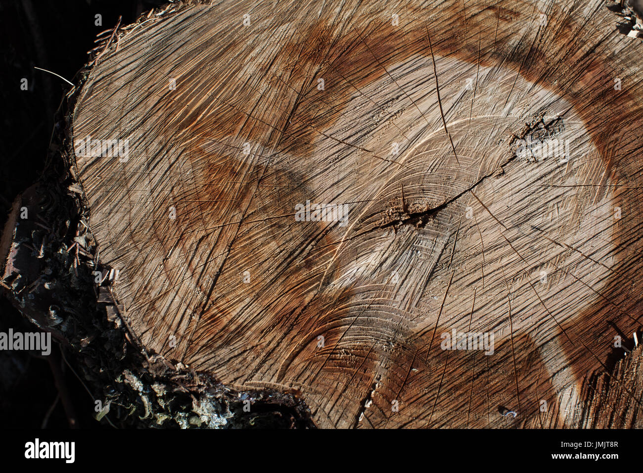 Wood texture, natural tree trunk Stock Photo - Alamy