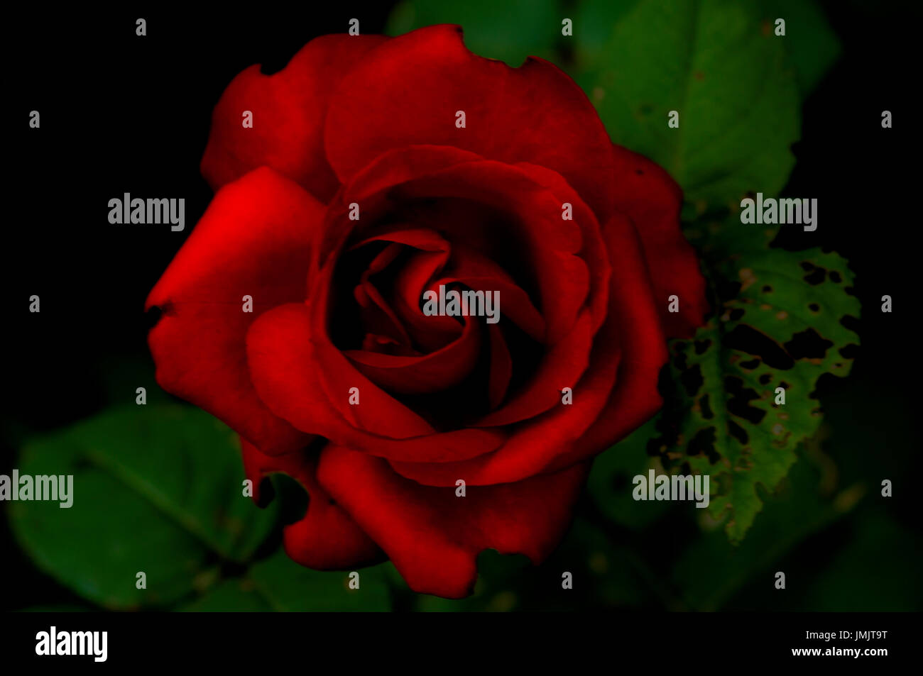 Faded red roses hi-res stock photography and images - Alamy