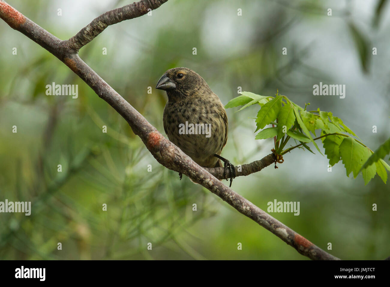Pinzon galapagos hi-res stock photography and images - Alamy