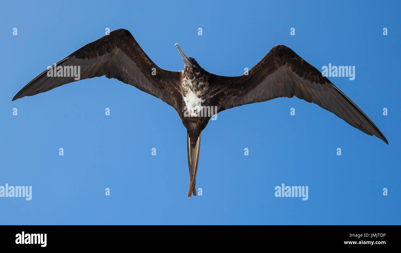 Frigatebird - Fragata - Galápagos Islands Stock Photo - Alamy