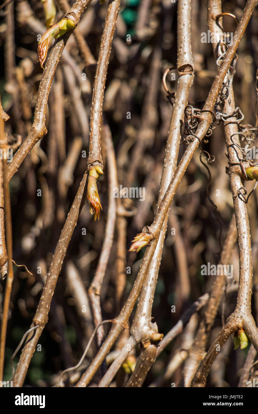 A unique photo of bright tender offshoot of a tree growing Stock Photo ...