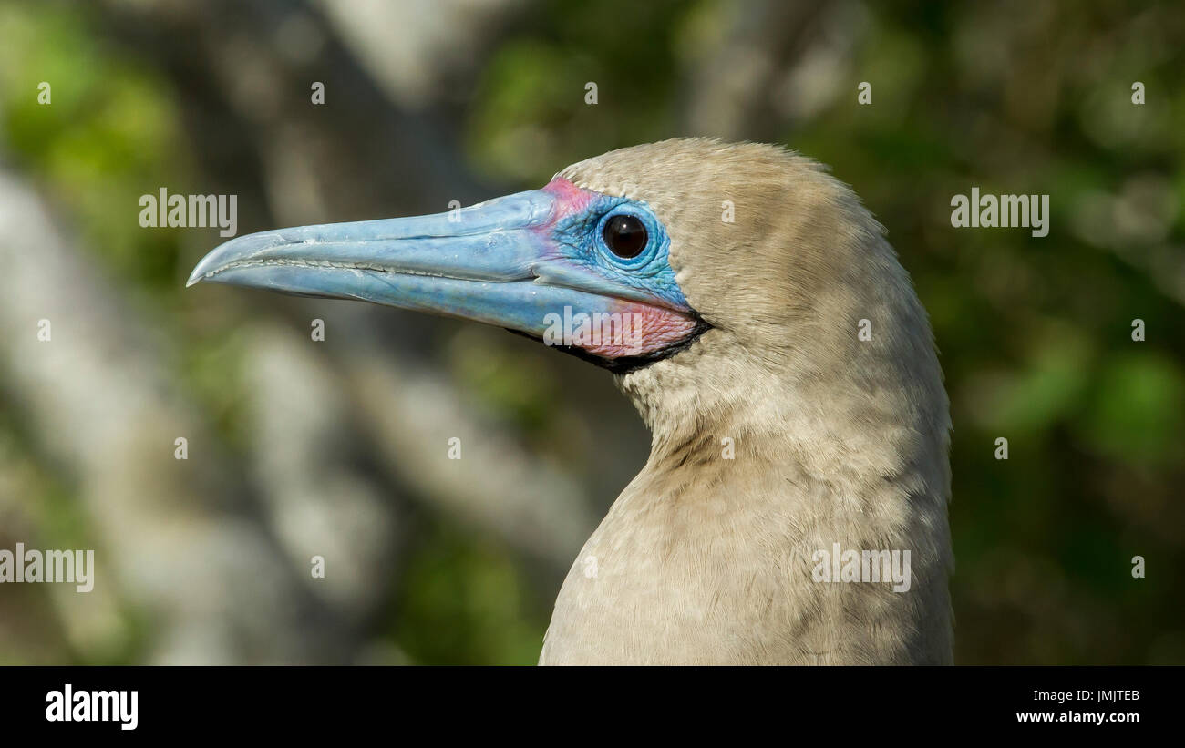 Red footed booby - Piquero de patas rojas - Galápagos Islands Stock ...