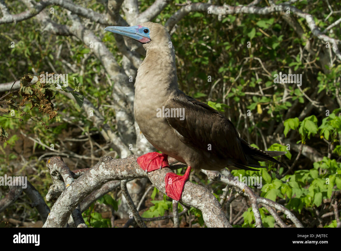 Red footed booby - Piquero de patas rojas - Galápagos Islands Stock ...