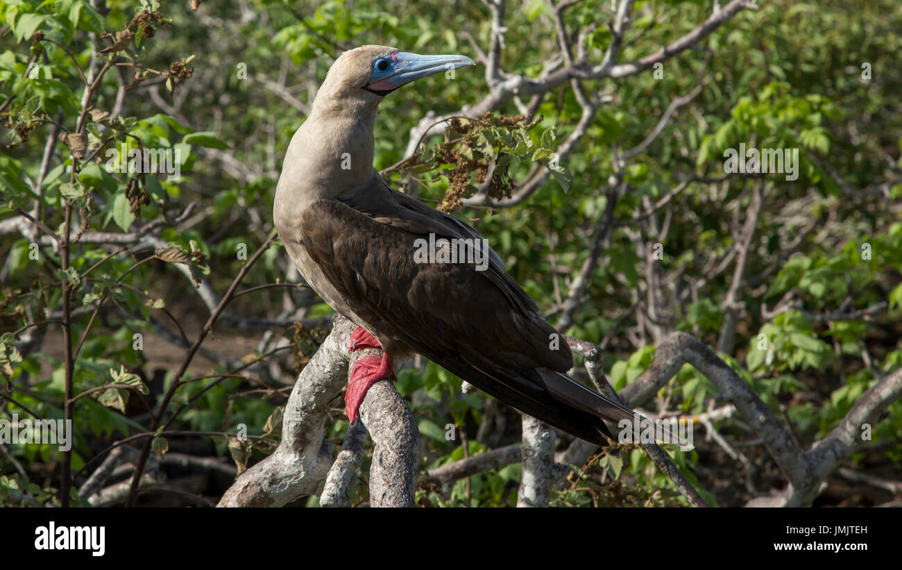 Red footed booby - Piquero de patas rojas - Galápagos Islands Stock ...