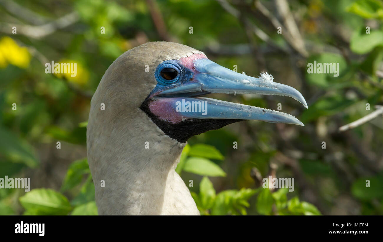 Red footed booby - Piquero de patas rojas - Galápagos Islands Stock ...