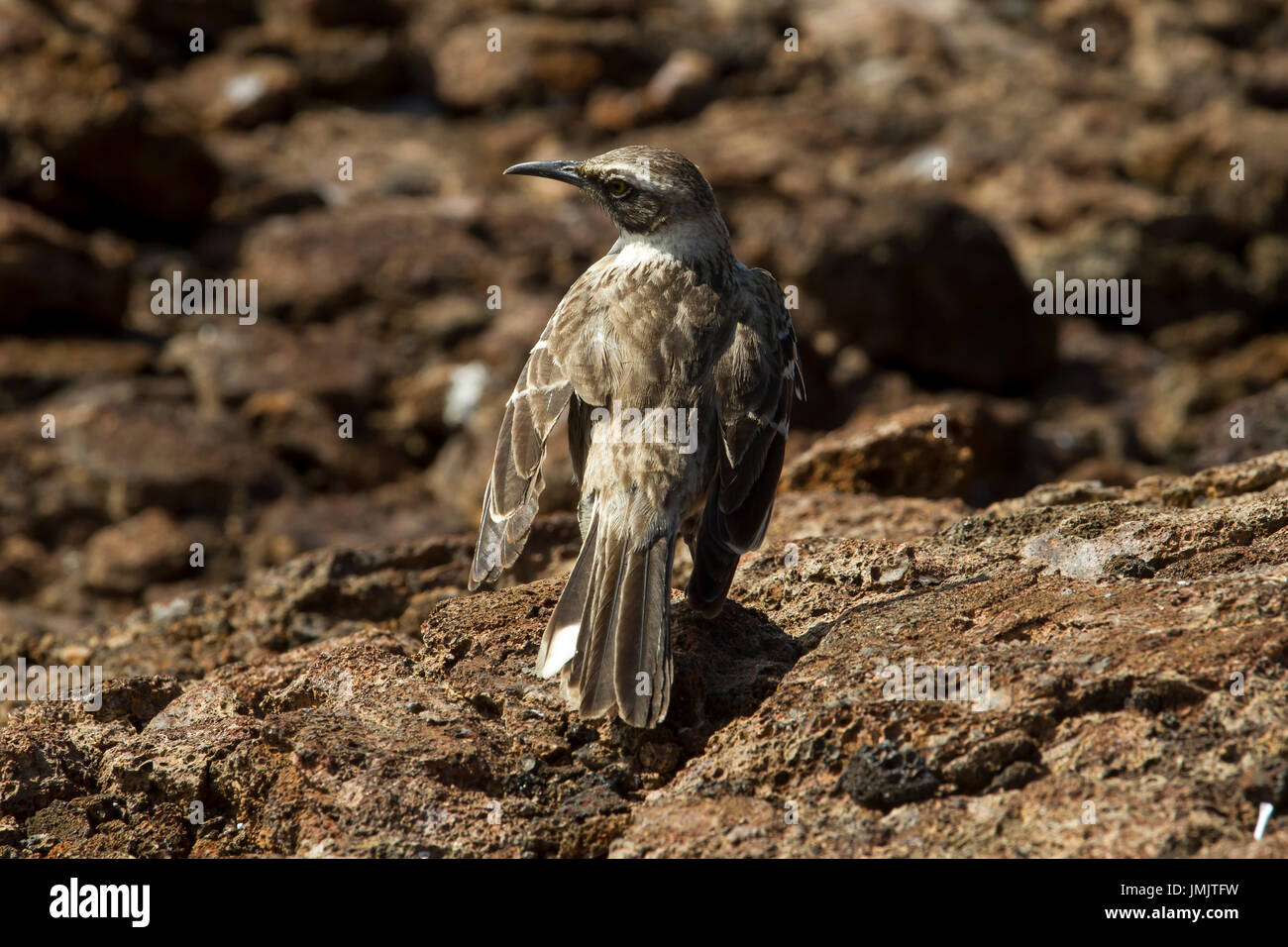 Galapagos Hawk - Halcón de Galápagos Stock Photo - Alamy